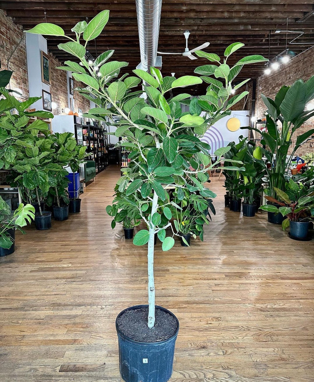 Ficus Audrey Standard Tree Form 6 Feet Tall 10 Grower Pot Modern Indoor ...