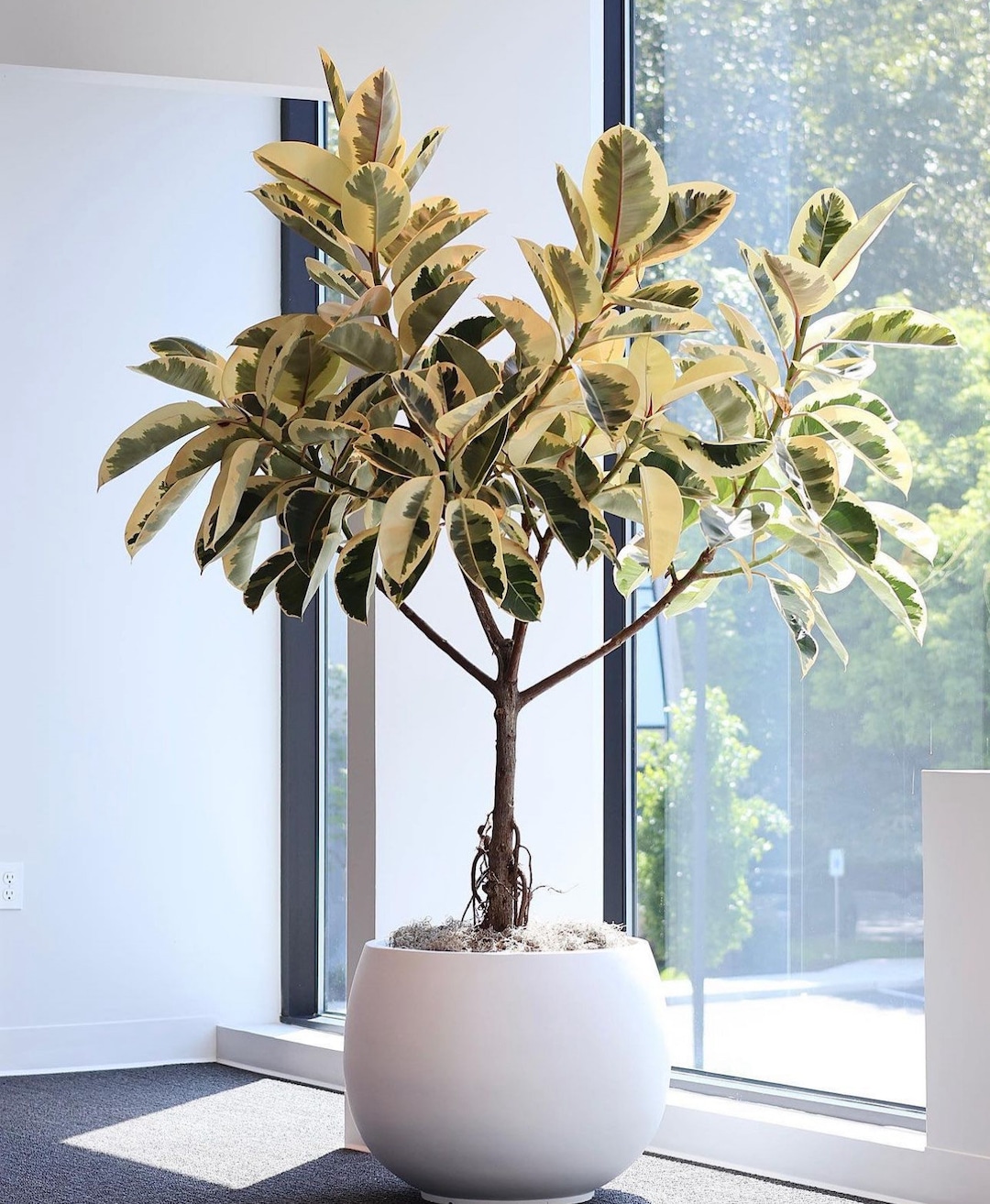 Ficus Tineke Standard Tree Form 5 Feet Tall 10 Grower Pot Modern Indoor ...