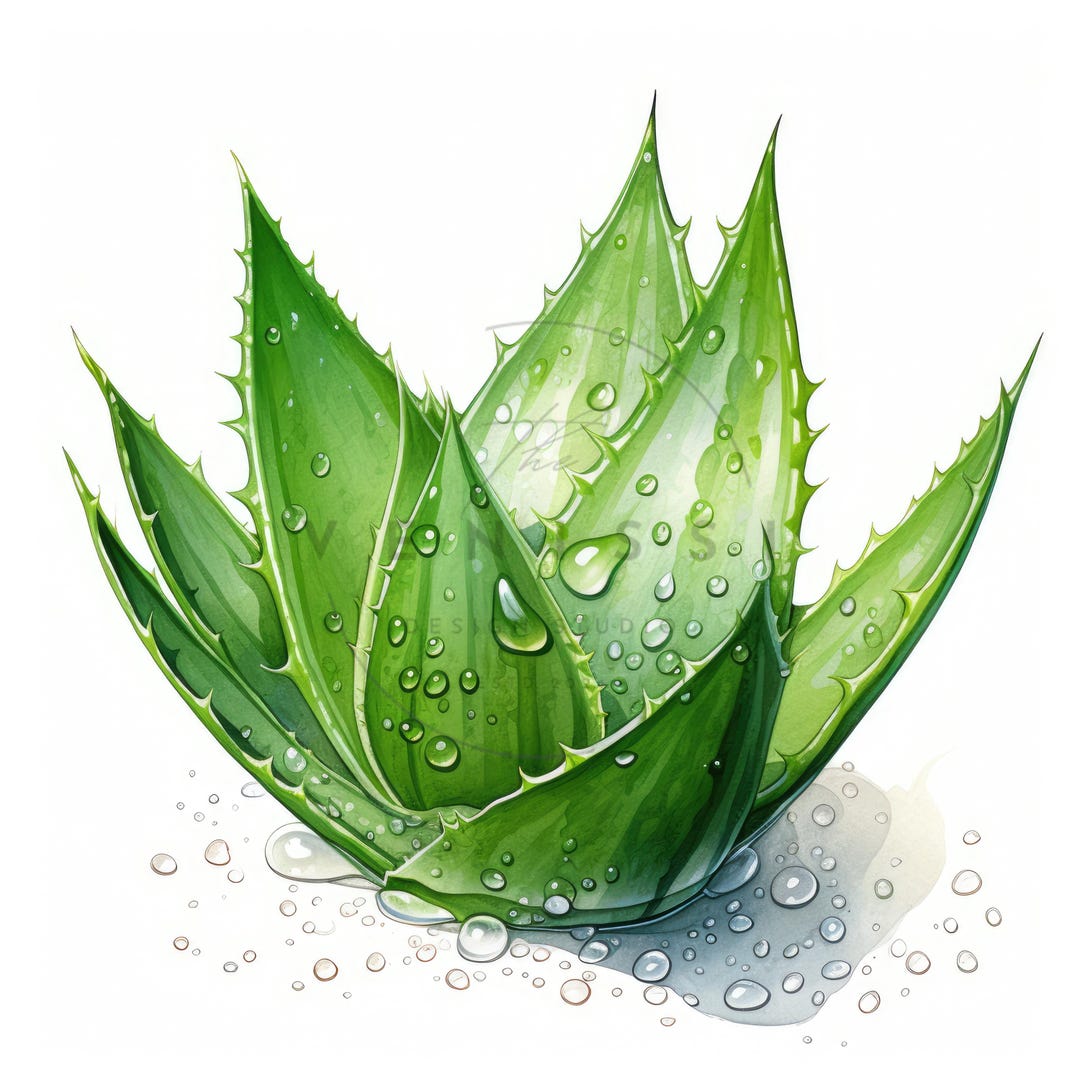 20 Aloe Vera Clipart, Watercolor Aloe Vera Clipart, Printable High ...