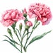 9 Watercolor Pink Carnation Flower Clipart Bundle, Flowers Clipart ...