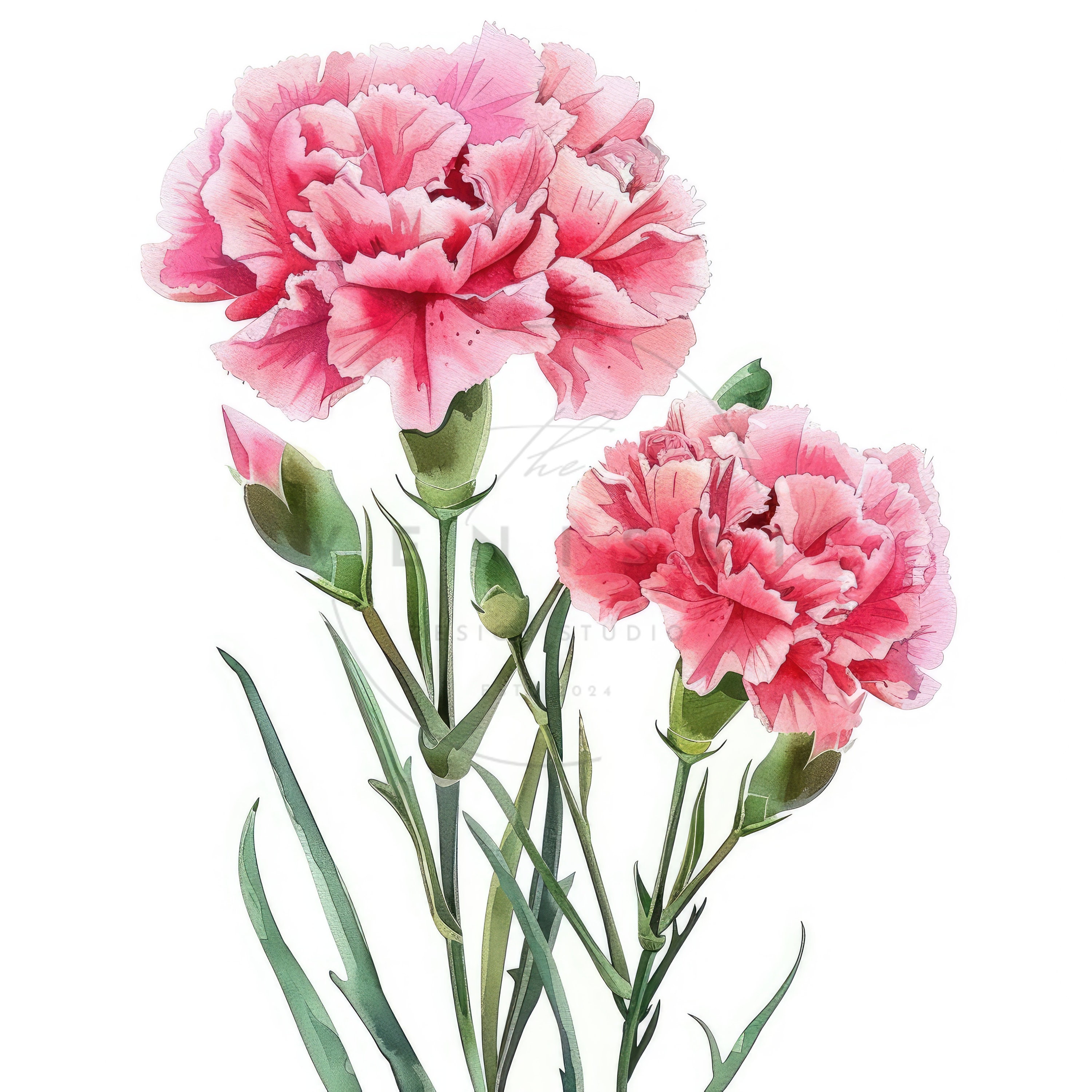 9 Watercolor Pink Carnation Flower Clipart Bundle, Flowers Clipart ...