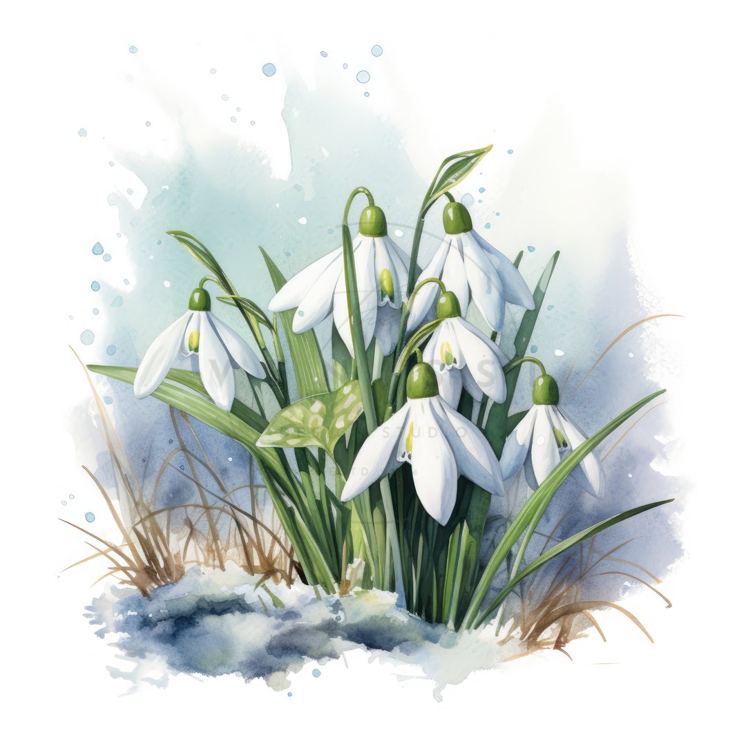 15 Watercolor Snowdrops Clipart, Spring White Flowers Clipart, Printable High Quality Jpgs ...