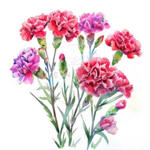 11 Watercolor Carnation Flower Clipart Bundle, Flowers Clipart ...