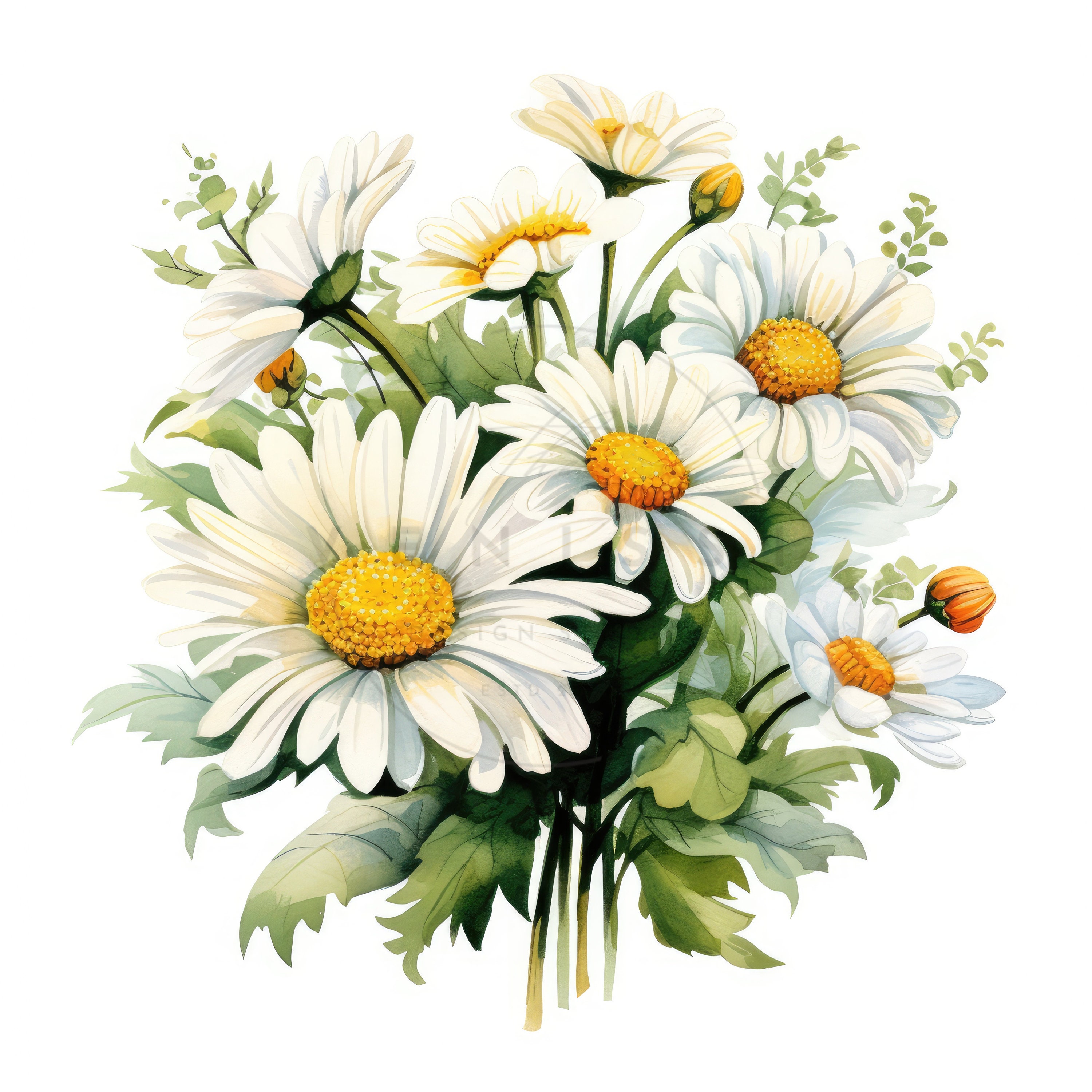 10 Daisy Flowers Bouqet Clipart, Watercolor Daisies Bouquet Clipart ...