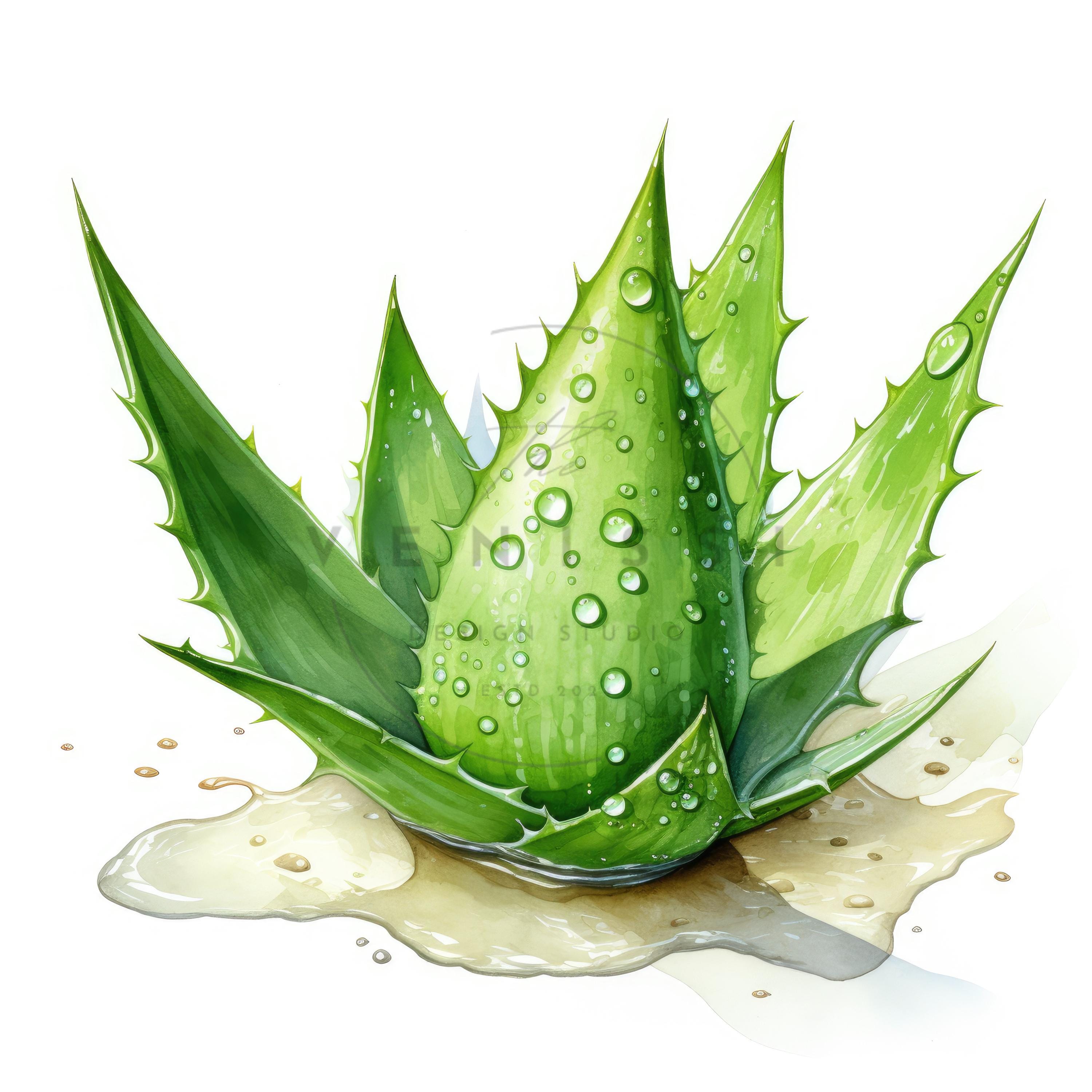 20 Aloe Vera Clipart, Watercolor Aloe Vera Clipart, Printable High ...