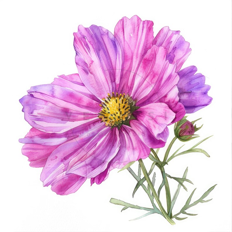 12 Watercolor Pink Cosmos Flowers Clipart Pack, Spring Flowers Clipart ...