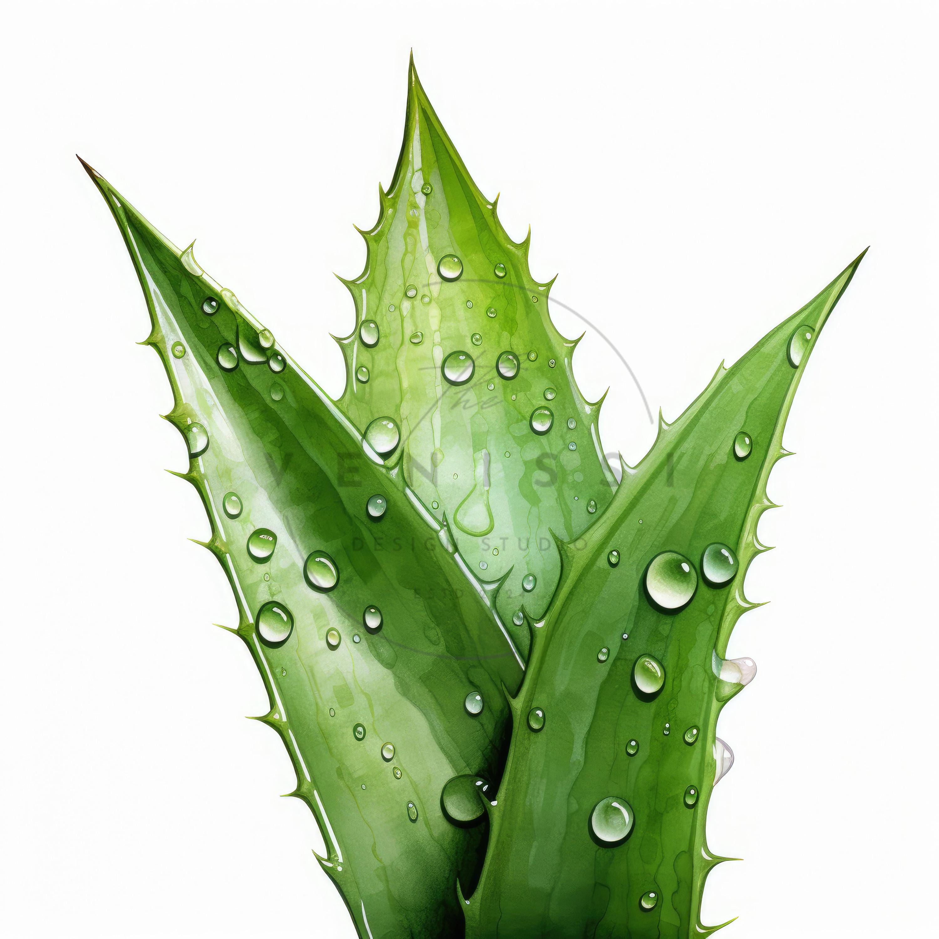 20 Aloe Vera Clipart, Watercolor Aloe Vera Clipart, Printable High ...