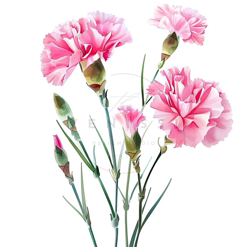 9 Watercolor Pink Carnation Flower Clipart Bundle, Flowers Clipart ...