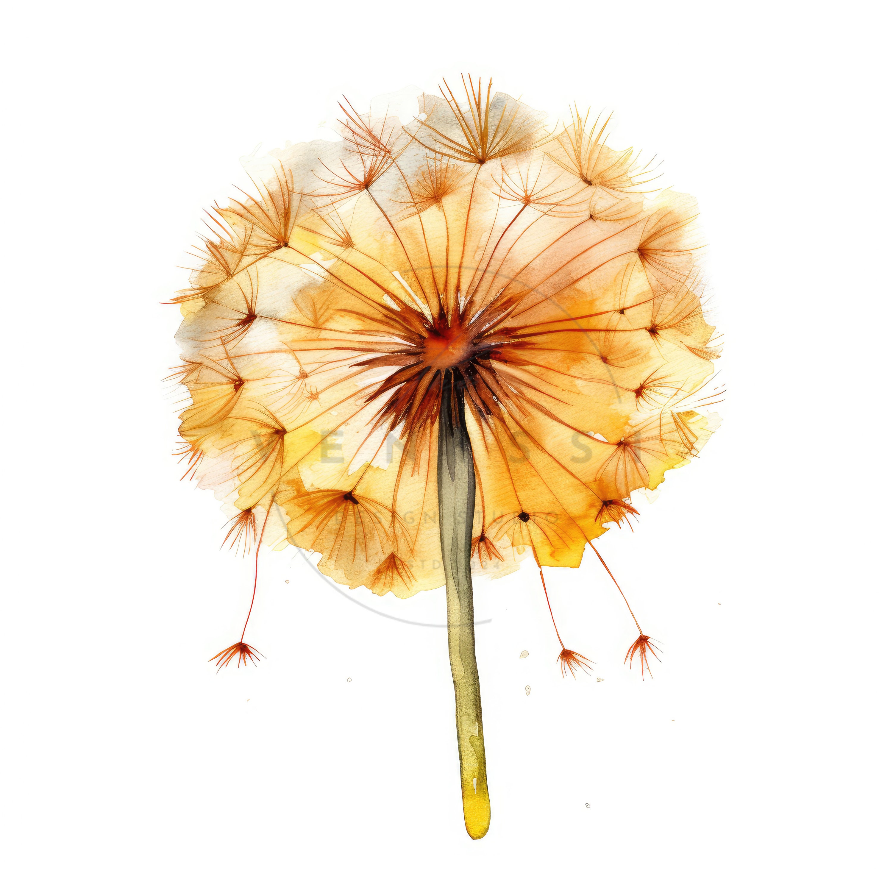 13 Watercolor Gold Dandelion Clipart Set, Spring Flowers Bouquet ...