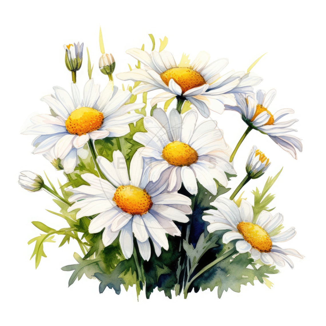 10 Daisy Flowers Bouqet Clipart, Watercolor Daisies Bouquet Clipart ...