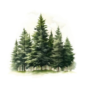 13 Pine Tree Forest Clipart, Watercolor Forest Clip Art, Printable High Quality Jpgs, Digital ...