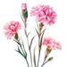 9 Watercolor Pink Carnation Flower Clipart Bundle, Flowers Clipart ...