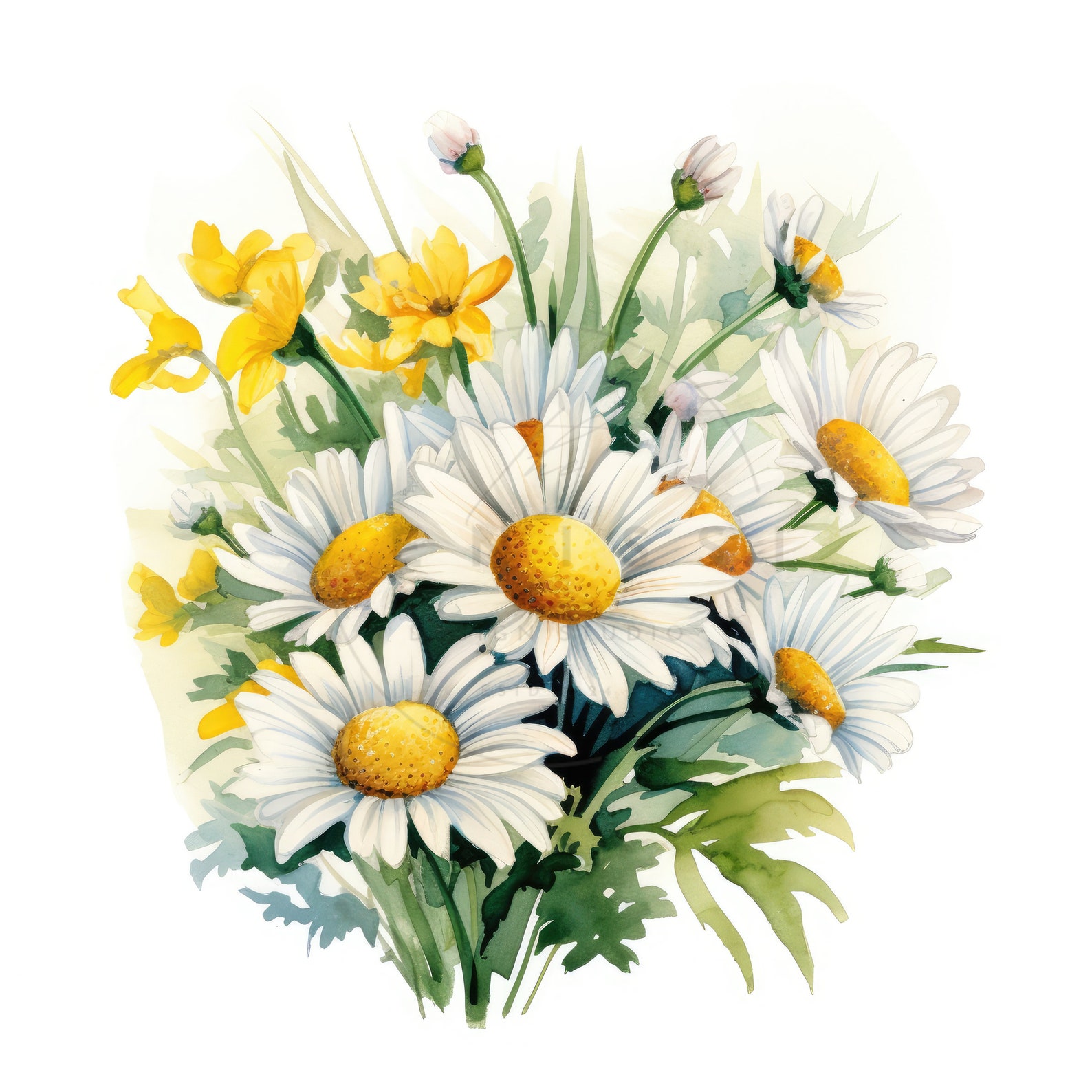 10 Daisy Flowers Bouqet Clipart, Watercolor Daisies Bouquet Clipart ...