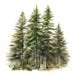 13 Pine Tree Forest Clipart, Watercolor Forest Clip Art, Printable High ...
