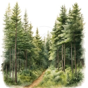 13 Pine Tree Forest Clipart, Watercolor Forest Clip Art, Printable High Quality Jpgs, Digital ...