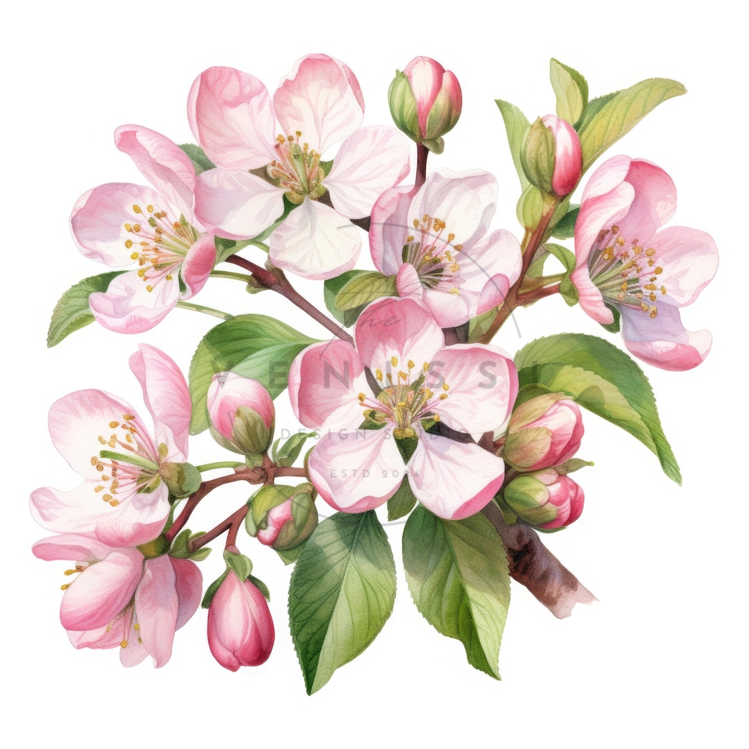 15 Apple Blossom Branch Watercolor Clipart, Blooming Apple Branch ...
