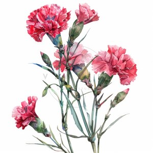 11 Watercolor Carnation Flower Clipart Bundle, Flowers Clipart ...