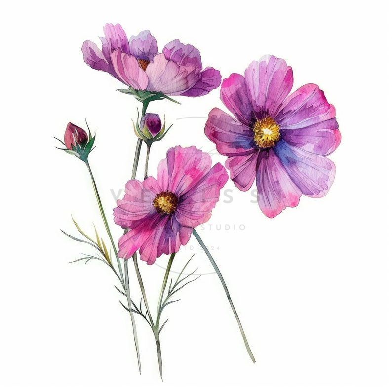 12 Watercolor Pink Cosmos Flowers Clipart Pack, Spring Flowers Clipart ...