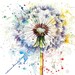 13 Watercolor Dandelion Clipart Pack, Wildflower Clip Art Set ...