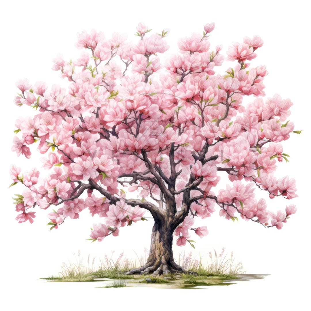 12 Almond Tree Clipart, Watercolor Almond Blossom Tree Clipart, High ...