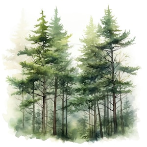 13 Pine Tree Forest Clipart, Watercolor Forest Clip Art, Printable High ...