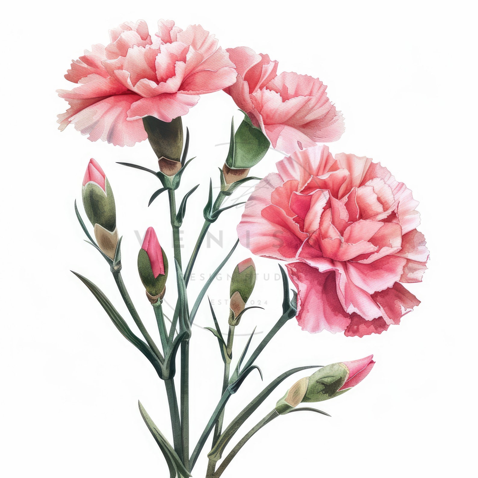 9 Watercolor Pink Carnation Flower Clipart Bundle, Flowers Clipart ...