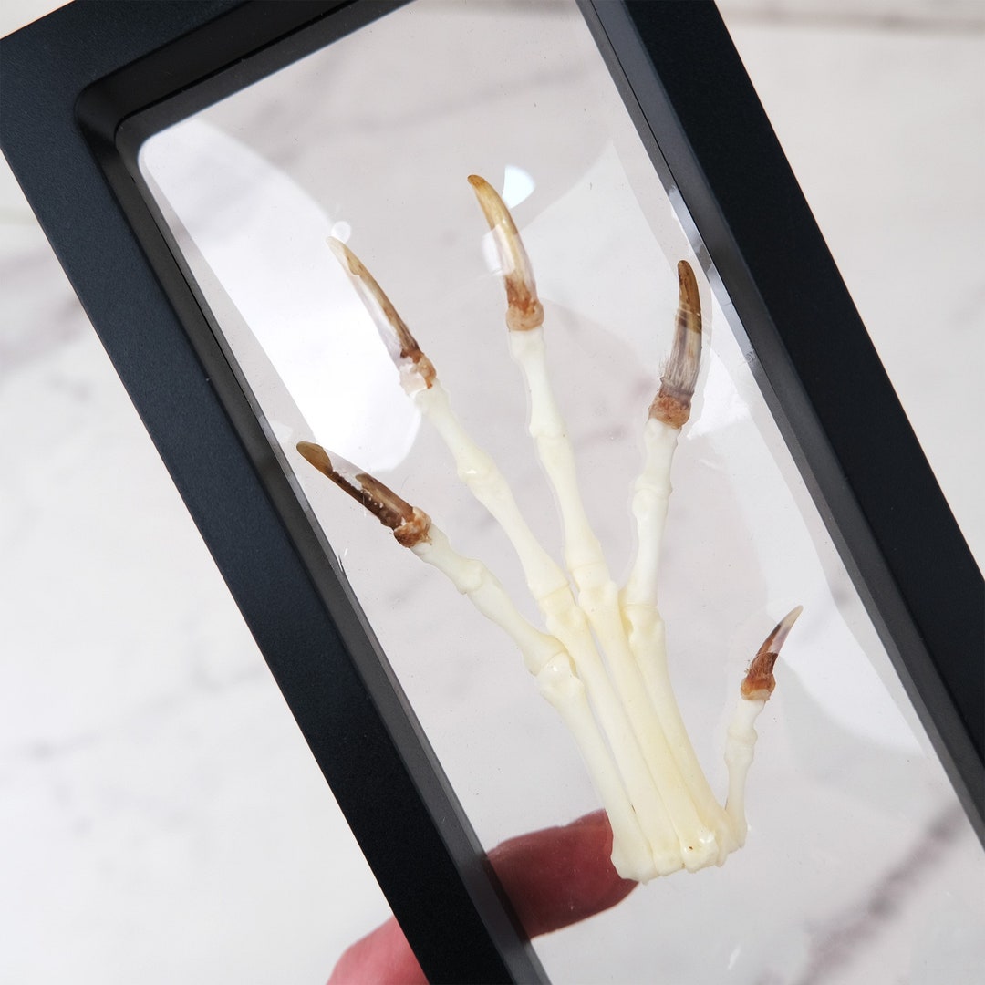 Real Fox Paw Skeleton Specimen,real Animal Specimen,clean and Complete ...