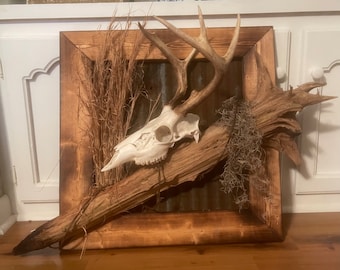 European Skull Mount Table Top Display Made With White Oak - Etsy