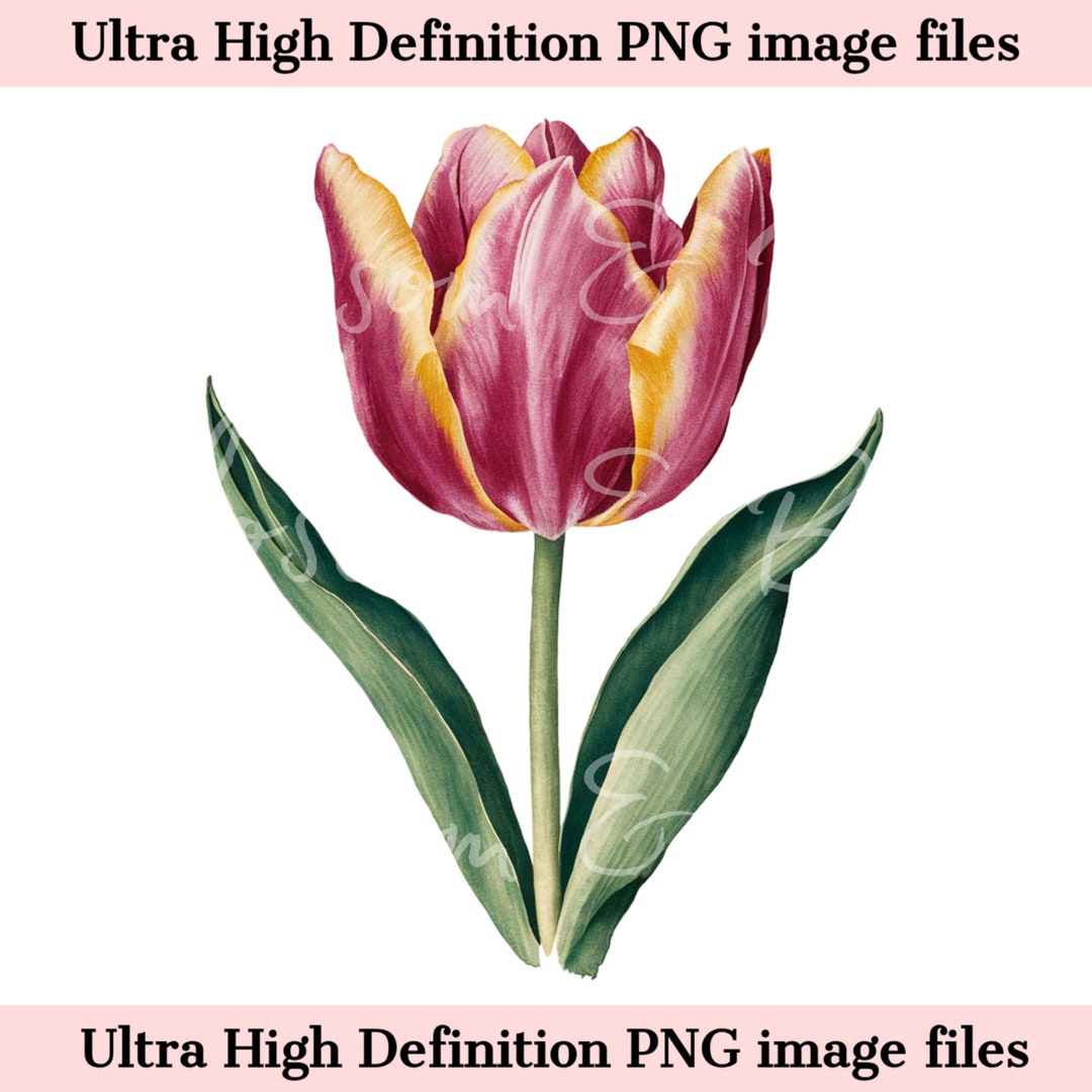 Digital Tulip Flower PNG Simple Tulip Gardening PNG - Floral Clip Art ...