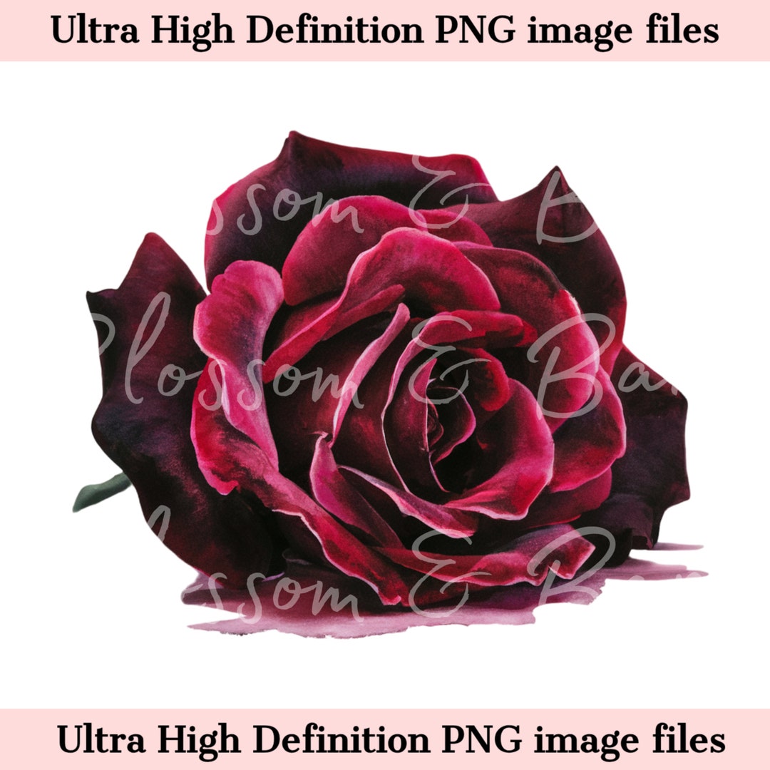 Digital Dark Red Rose PNG Simple Watercolor Rose PNG - Floral Clip Art ...
