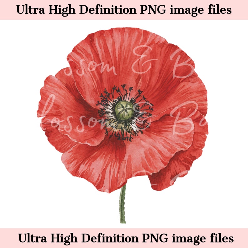 Digital Poppy Flower PNG Simple Poppies Gardening PNG Floral Clip Art ...