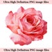 Digital Pink Rose Flower PNG Simple Floral PNG Floral Clip Art Download ...