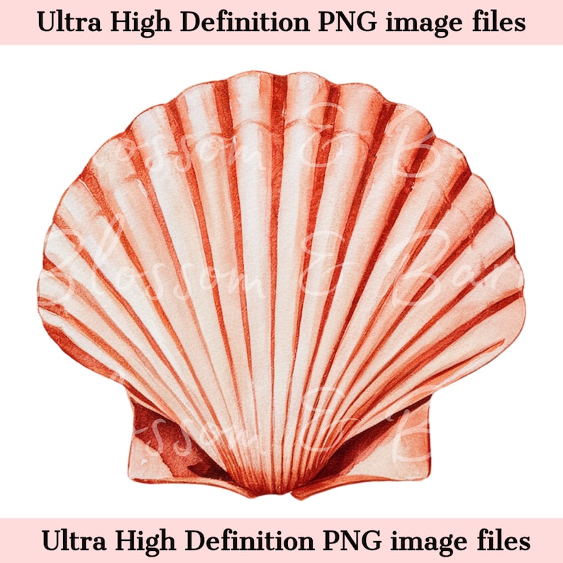 Digital Peach Seashell PNG Simple Summer PNG - Clip Art Download for ...