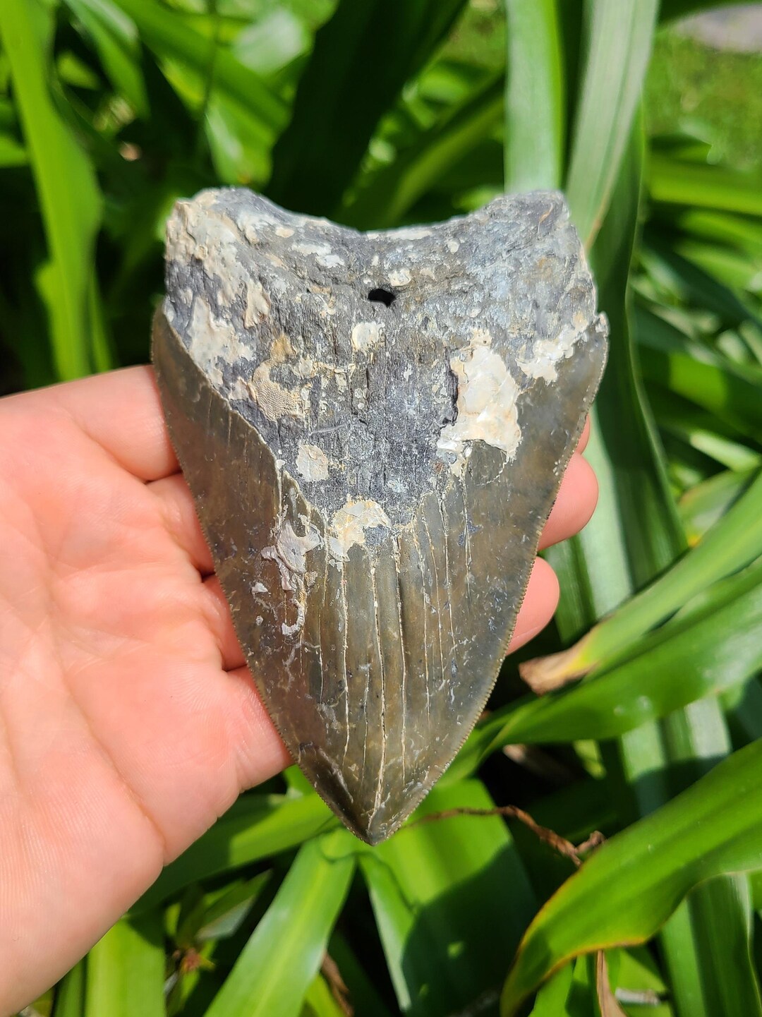 Authentic Megalodon Tooth - 4.93" (venice, FL) - Etsy