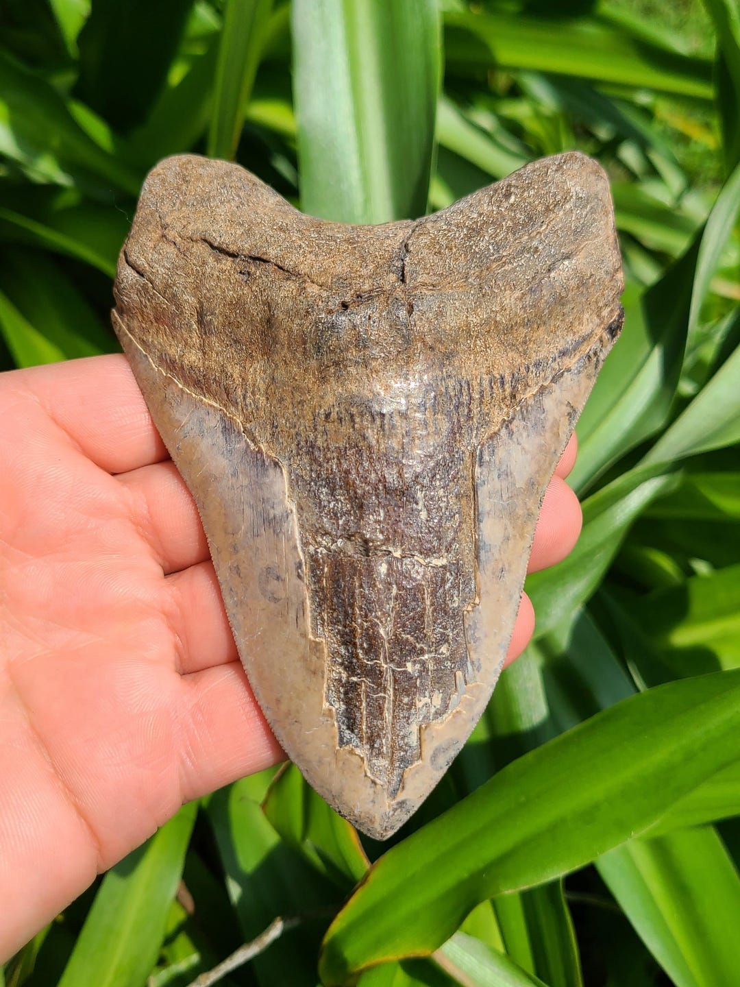 Authentic Megalodon Tooth - 5.13" (georgia) - Etsy