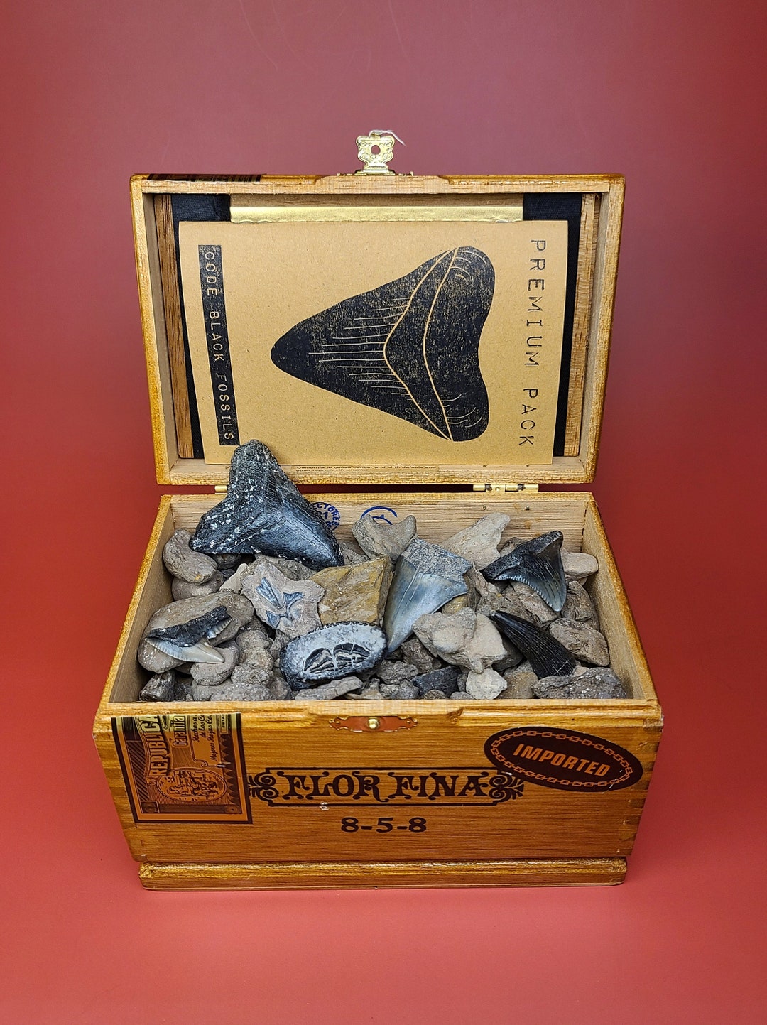 Shark Tooth & Fossil Dig Kit - "premium Pack" - Etsy