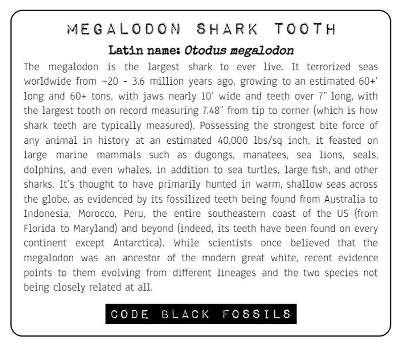 Megalodon Shark Tooth Display Stand - Etsy