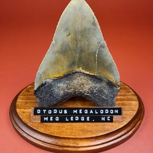 Authentic Megalodon Tooth 5.47 meg Ledge, NC - Etsy