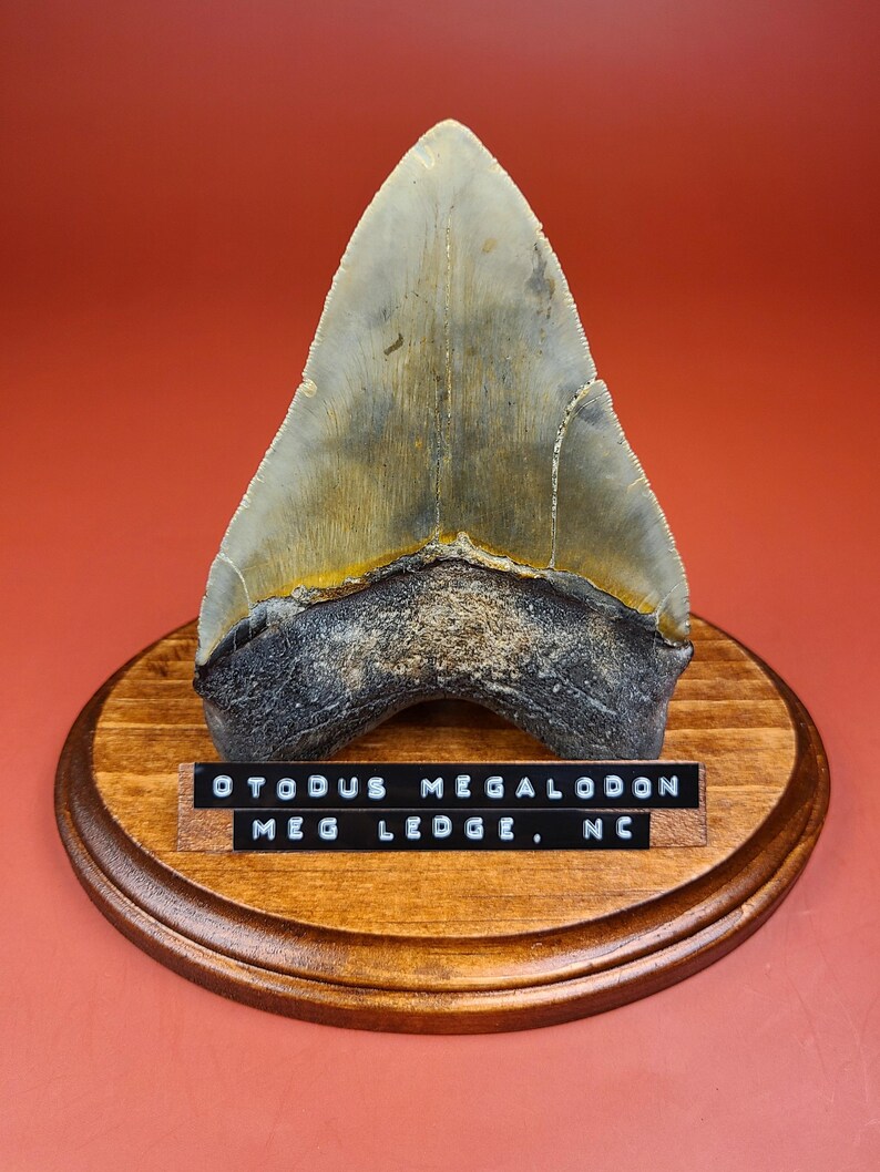 Authentic Megalodon Tooth 5.47 meg Ledge, NC - Etsy