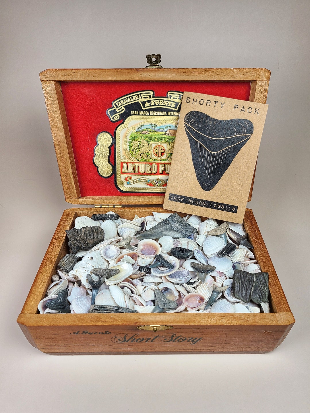 Shorty Pack Shark Tooth & Fossil Dig Kit - Etsy