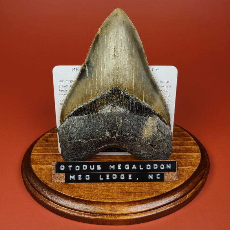 Megalodon Shark Tooth Display Stand - Etsy