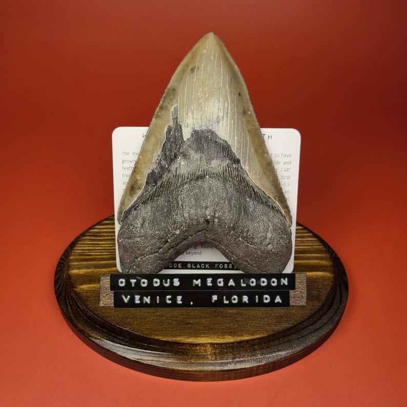 Megalodon Shark Tooth Display Stand - Etsy