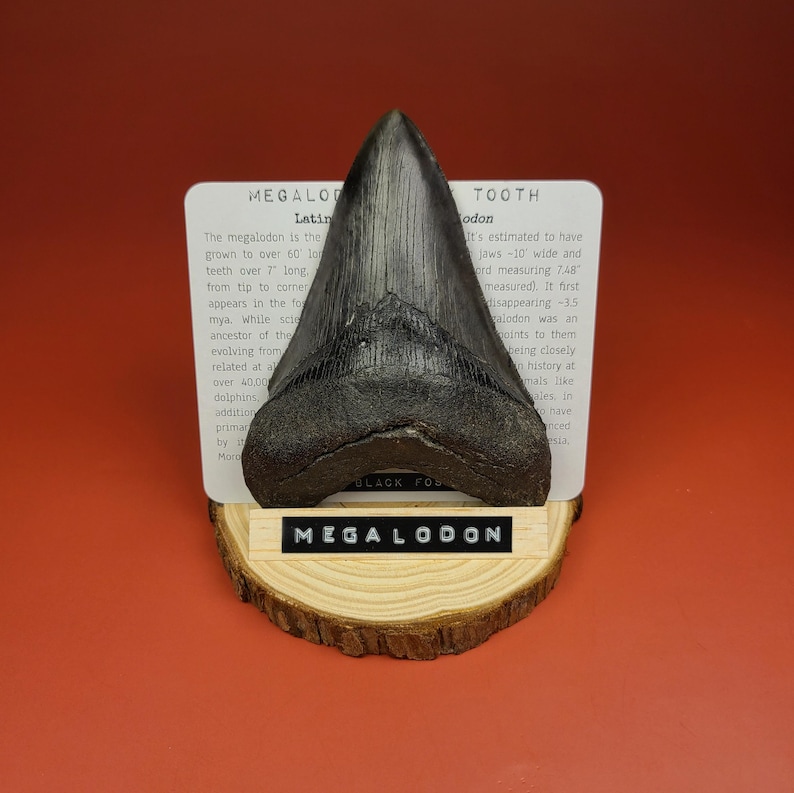Megalodon Shark Tooth Display Stand - Etsy