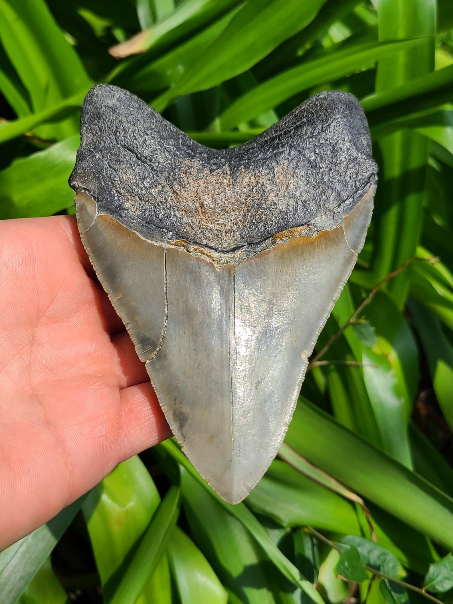Authentic Megalodon Tooth 5.47 meg Ledge, NC - Etsy