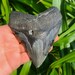 Authentic Megalodon Tooth 5.47 meg Ledge, NC - Etsy