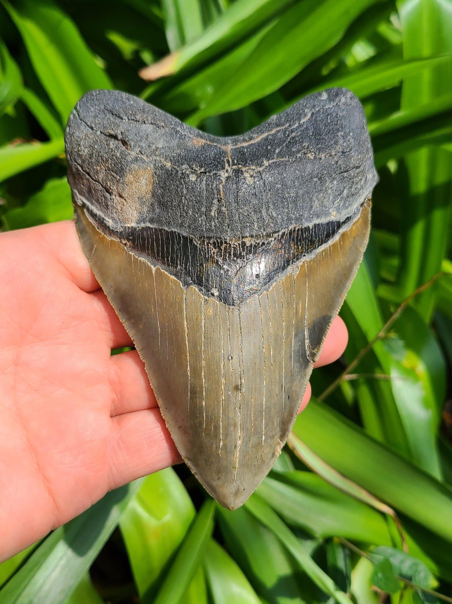 Authentic Megalodon Tooth 5.47 meg Ledge, NC - Etsy