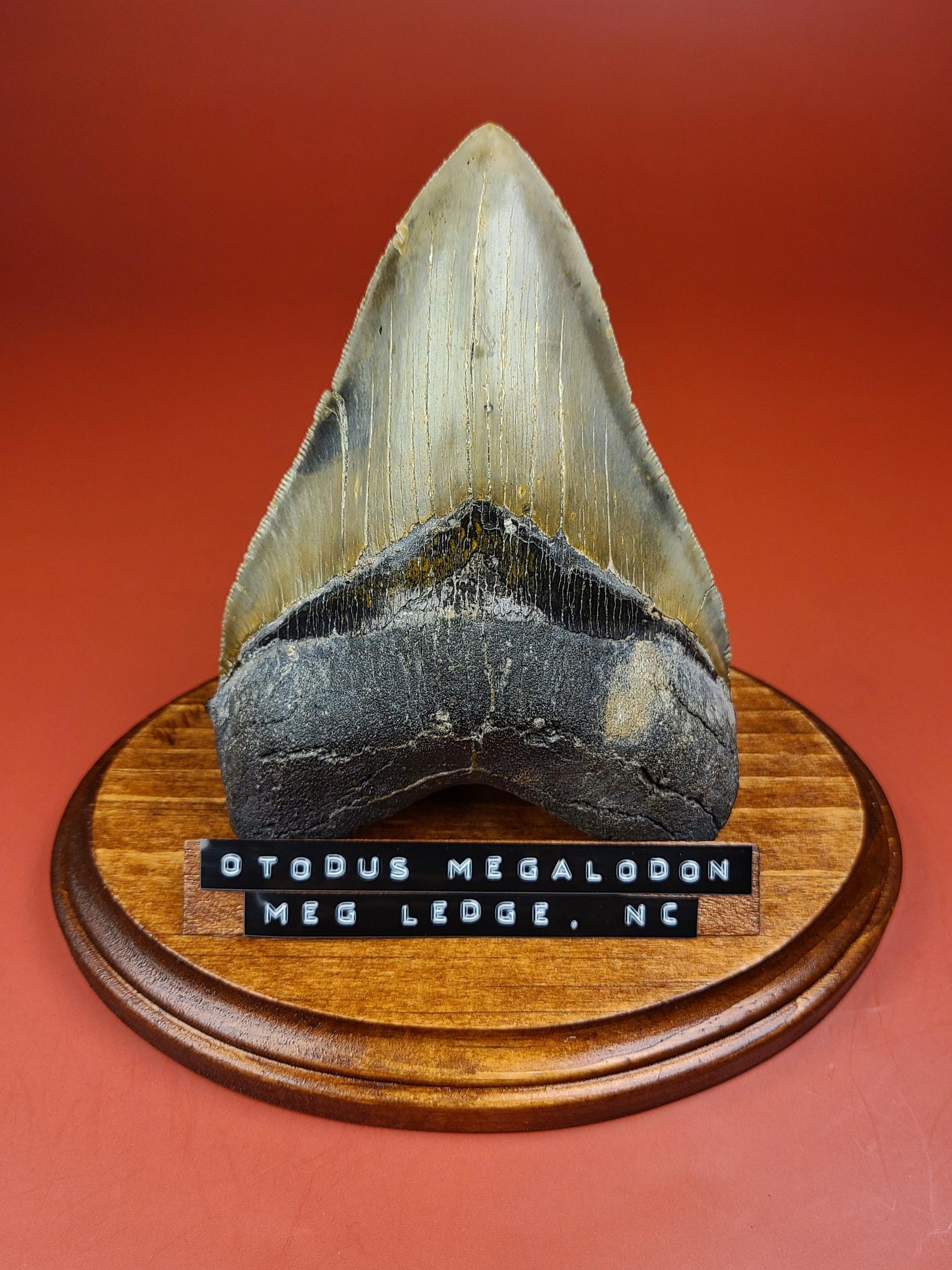 Authentic Megalodon Tooth 5.47 meg Ledge, NC - Etsy