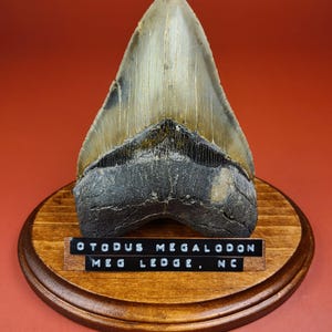 Authentic Megalodon Tooth 5.47 meg Ledge, NC - Etsy