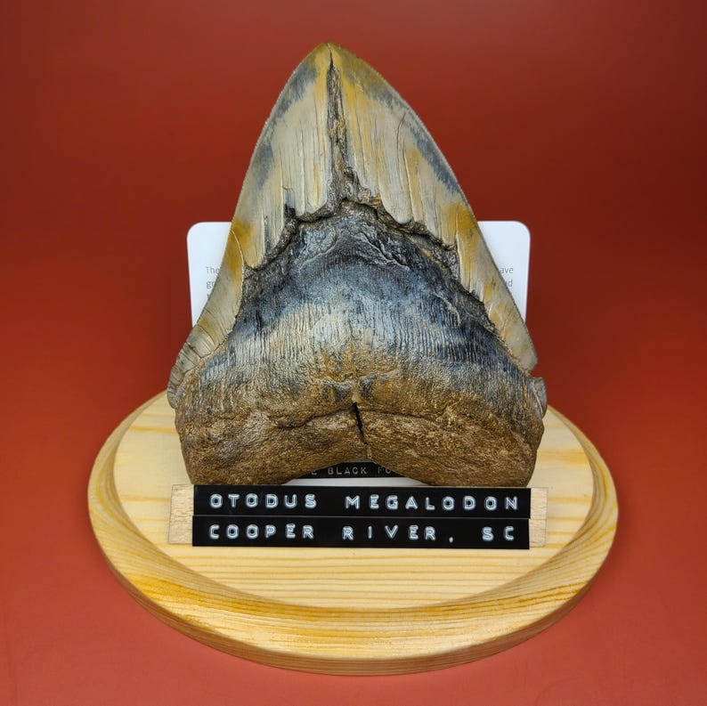 Megalodon Shark Tooth Display Stand - Etsy