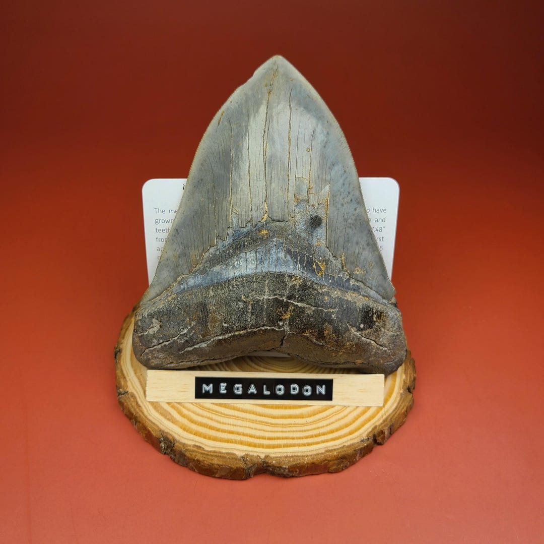 Megalodon Shark Tooth Display Stand - Etsy